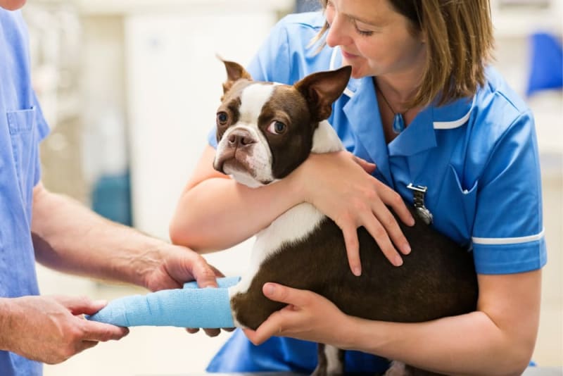 TTA Surgery for Cruciate Ligament Rupture in Dogs | Meadow Vista Vets