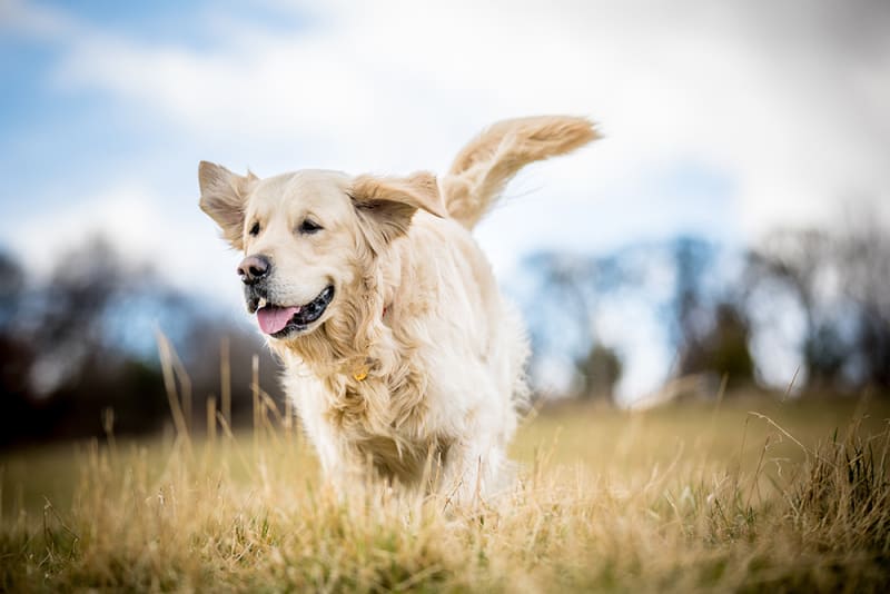 What to Do If Your Old Dog’s Back Legs Are Weak, Modesto Vet