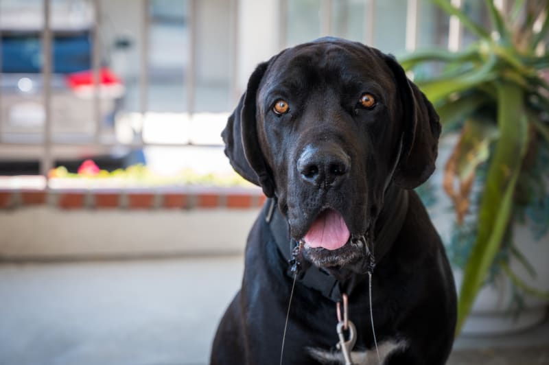 Why do dogs drool? How can you stop drooling?