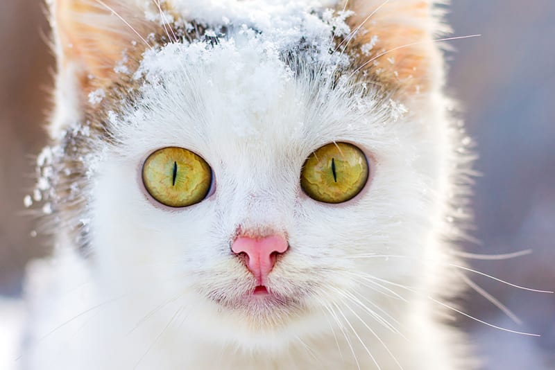 6 Common Cat Eye Problems, Seattle Vet