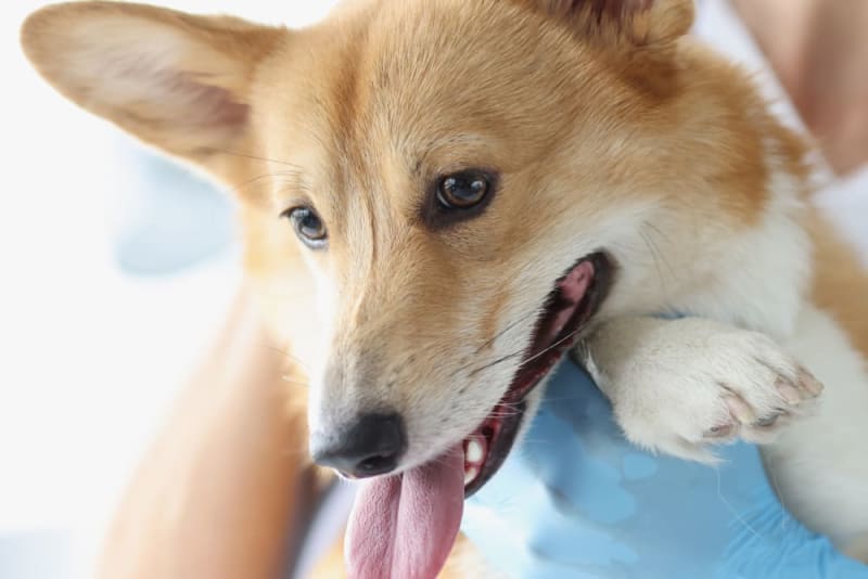 Broken Jaws in Dogs: Causes & Treatments | Moreno Valley Vets