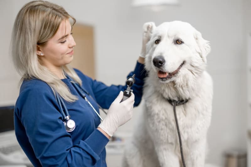 Dog Ear Bleeding: Causes & Treatment | Medford Vets
