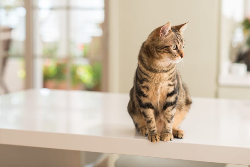 Should I get my indoor cat vaccinated? Why & When to Do It | Manchester ...