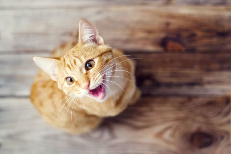 Hot Spots on Cats: Causes & Treatment | Fayetteville Vet