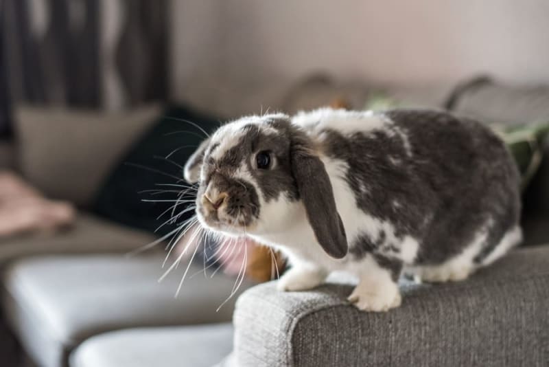 Rabbit Lifespan: How long do pet rabbits live? | Pine Grove Vet