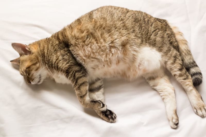 Is your cat overweight? Signs, Symptoms & What to Do | Madison Vets