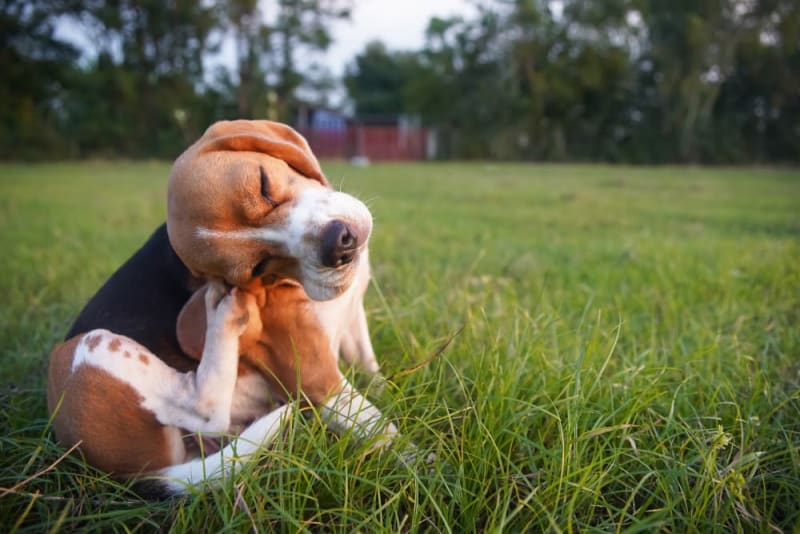 What does ringworm look like on a dog? | Veterinarian in Stockton, CA