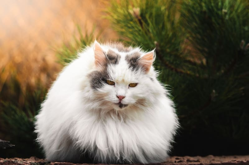 A Complete Preventive Veterinary Cat Wellness Plan, Greensboro Vet