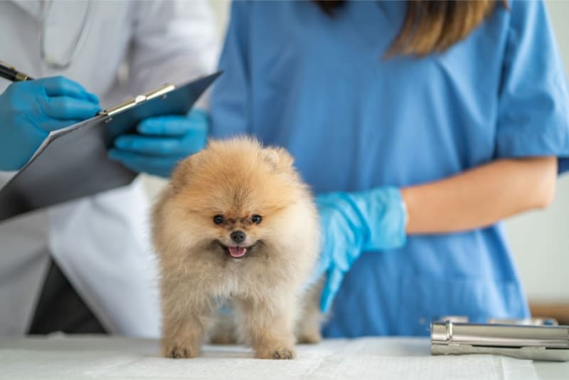 Endoscopy to Diagnose & Treat Digestive Issues in Dogs and Cats ...
