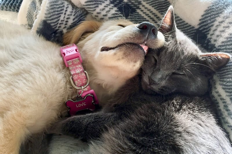 What Happens During a Routine Pet Exam? Greensboro Vet