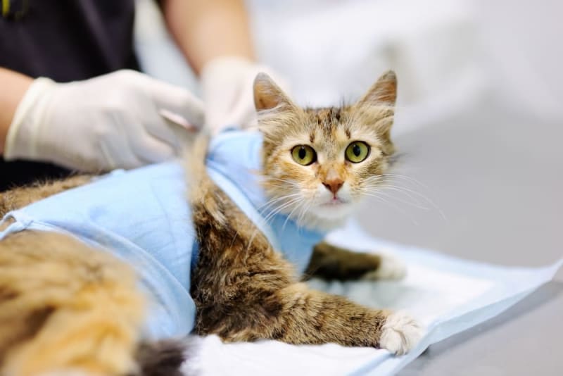Getting Your Cat Fixed: When and What To Know | Brighton Vets