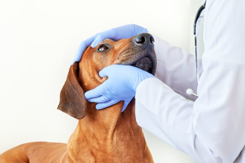 Entropion Surgery in Dogs | Argyle Vet