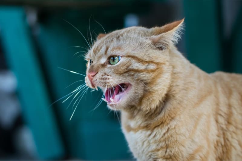 Rabies in Cats | Stanwood Vets