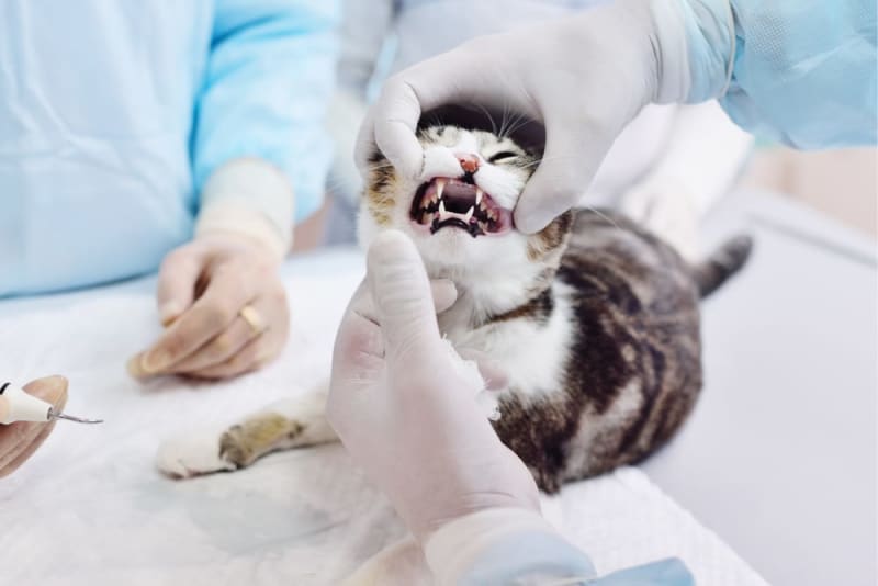 Tooth Resorption in Cats | Chino Hills Vets