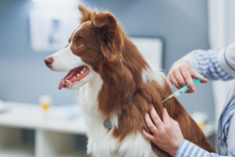 Rabies Vaccine Schedule For Dogs | San Jose Vets