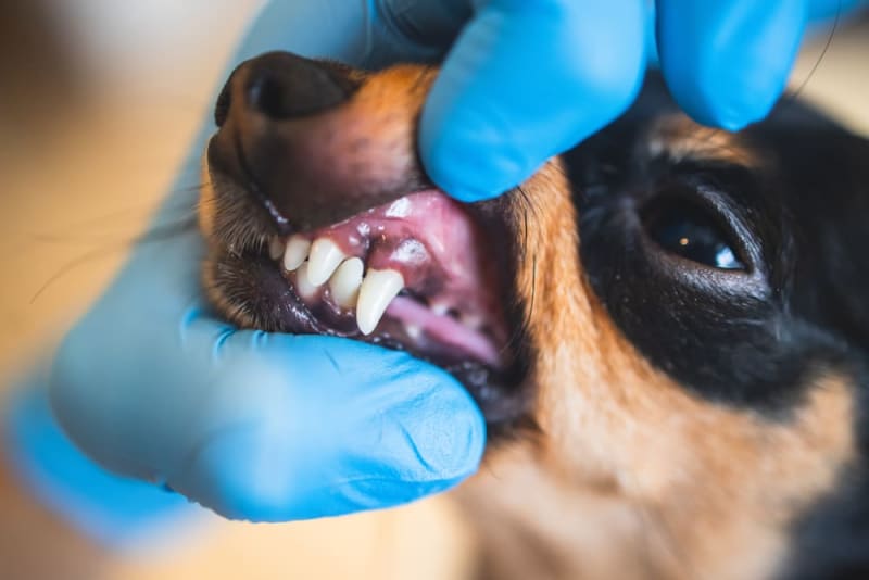 Dog Tooth Extraction: What to Expect During & After the Procedure ...