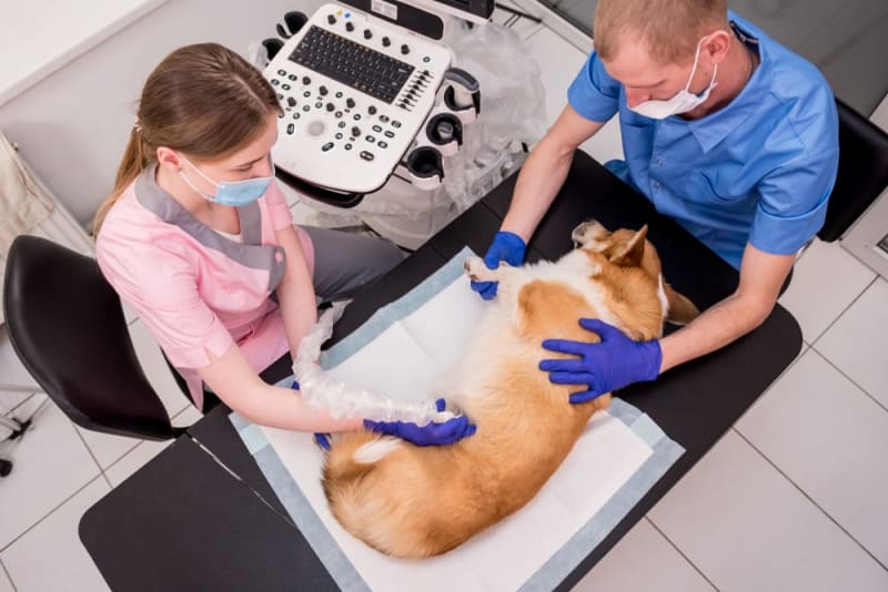 C-Section for Dogs: Everything You Should Know | San Jose Vet