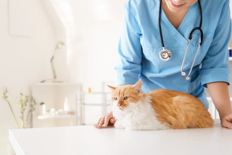 What is the FVRCP cat vaccine? - Carlsbad Vet