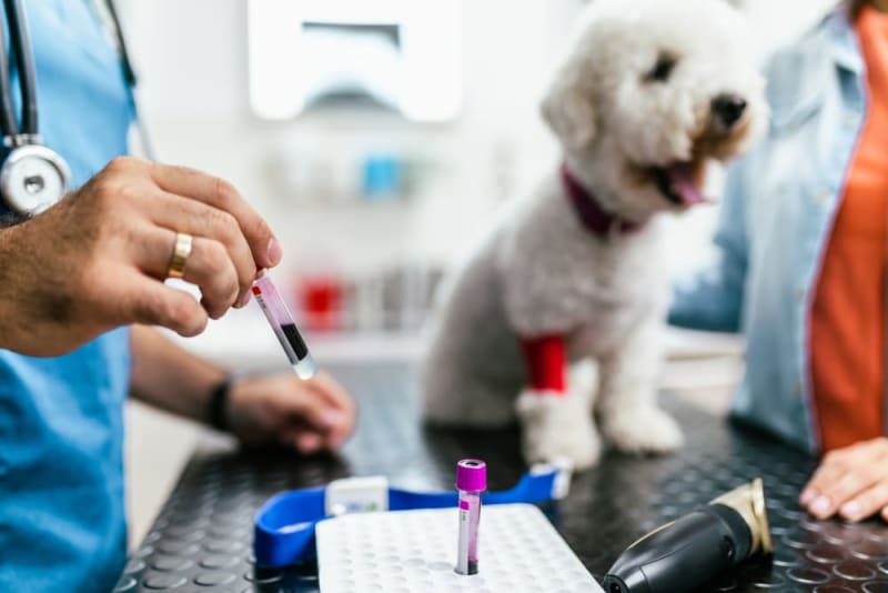 Understanding Blood Tests for Dogs | South Wilton Veterinary Group ...