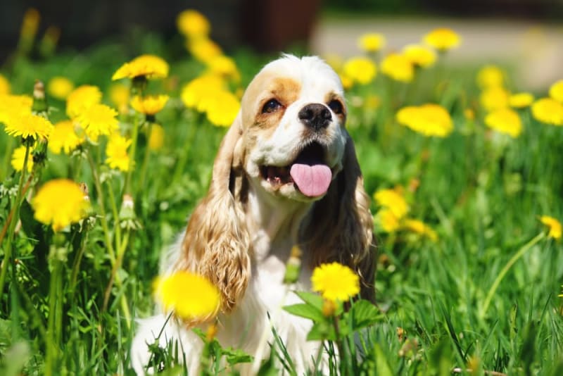 Help! Why is my dog breathing fast but acting normal?