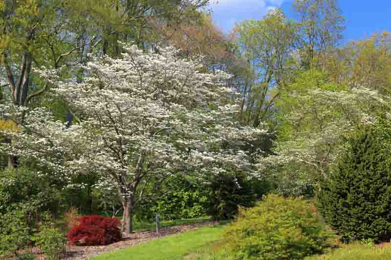 Native-to-Ontario Trees and Shrubs | Country Basket garden Centre ...