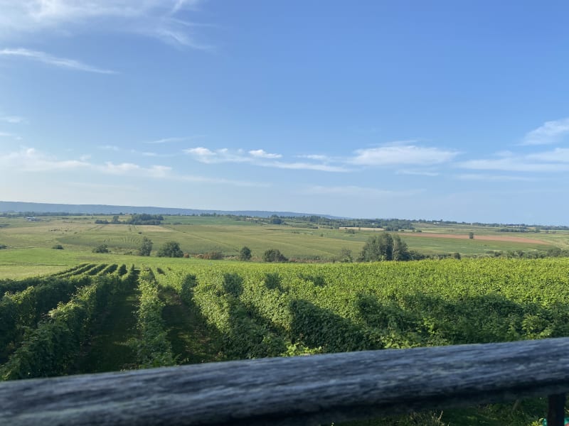 Ensuring the Future of Viticulture: Insights from Nurseries and Growers ...