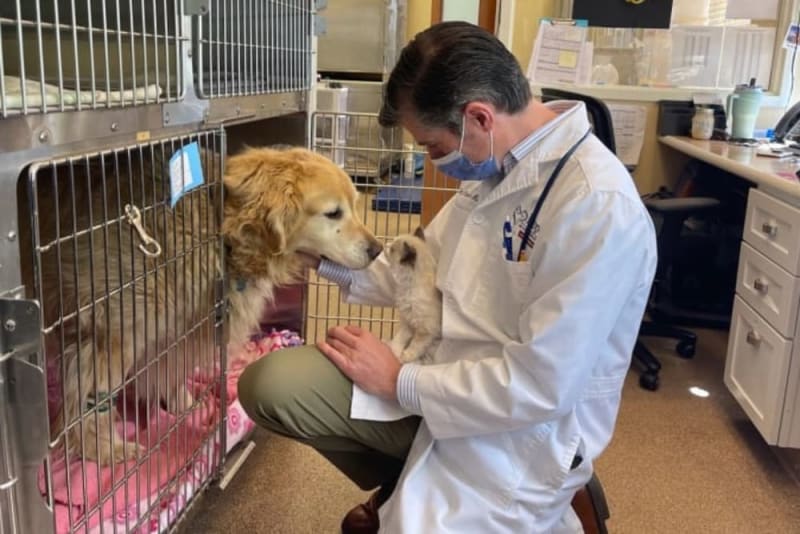Celebrating Dr. Conor McNeill's 15 Years of Service | Vienna Vet