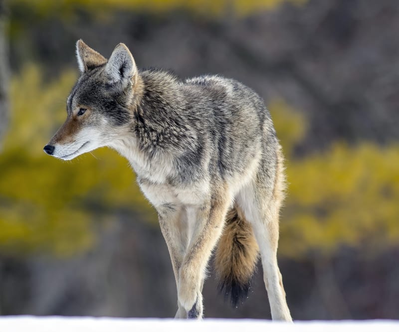Celebrating Coyotes Week and National Coyote Day Tribute: March 21 ...