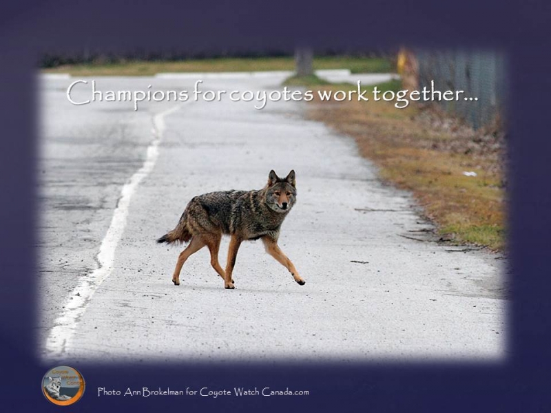 Glaring Lack of Training and Compassion: RCMP Runs Over Coyote - Blog ...