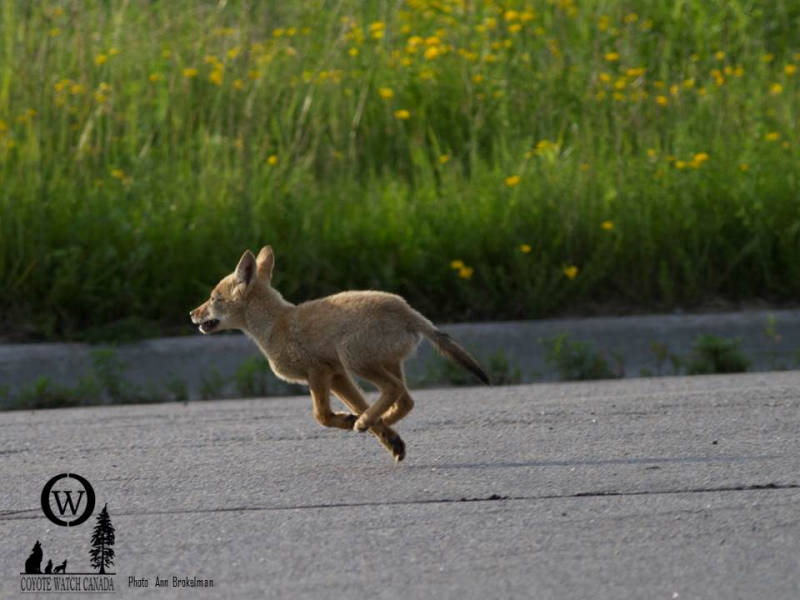 Coyote Barks Go Unanswered - Blog | Coyote Watch Canada