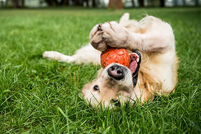 What to Expect When You Bring Your Pet for Intradermal Skin Allergy ...