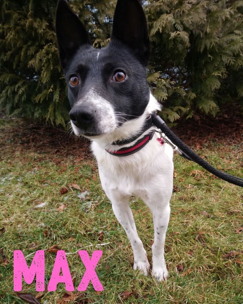Adoptable Dog: Max - The Pets Alive Niagara Blog | Pet Adoption Tips ...