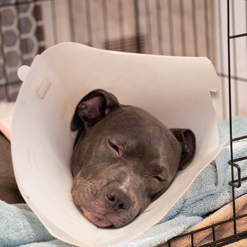 Caring For Your Dog After Surgery Huntersville Vet Carolina 