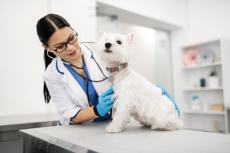 How Treatable Is Skin Cancer In Dogs