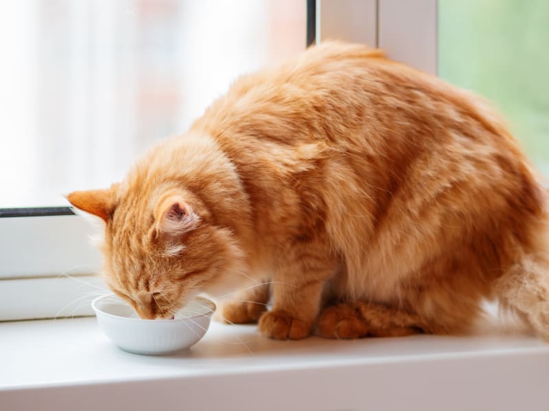 Symptoms Of Kidney Failure In Cats Huntersville Vets
