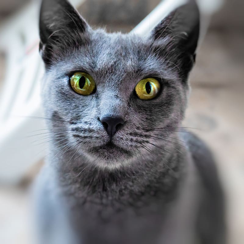 Leiomyosarcoma Stomach Cancer In Cats Huntersville Veterinary