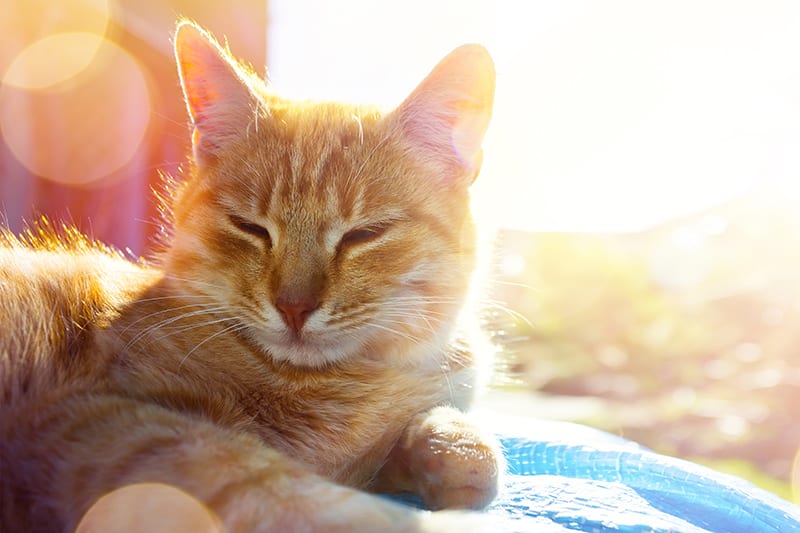 How To Tell If A Cat Is Too Hot How To Tell If A Cat Is Too Hot