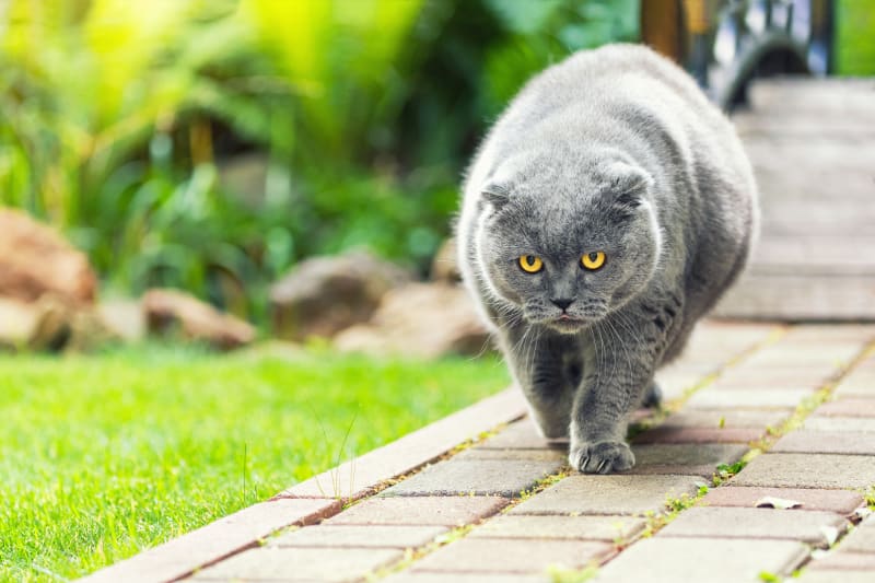 Is Your Cat Overweight? Signs, Symptoms & What to Do Next