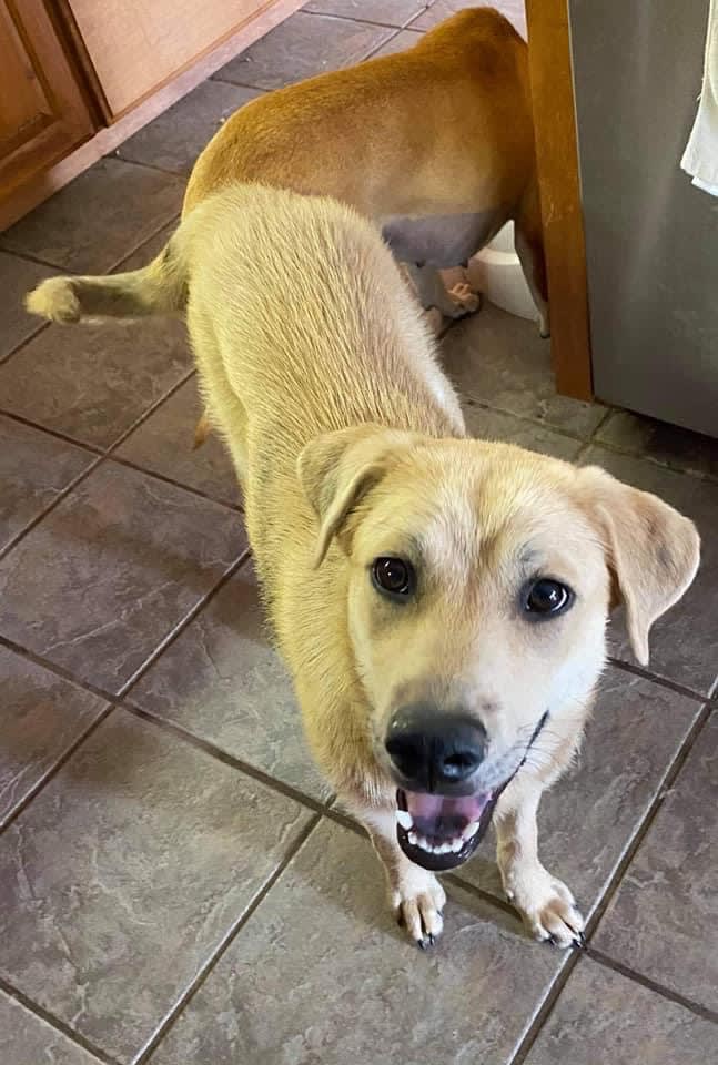 Alexis | Coming Soon | Pets Alive Niagara