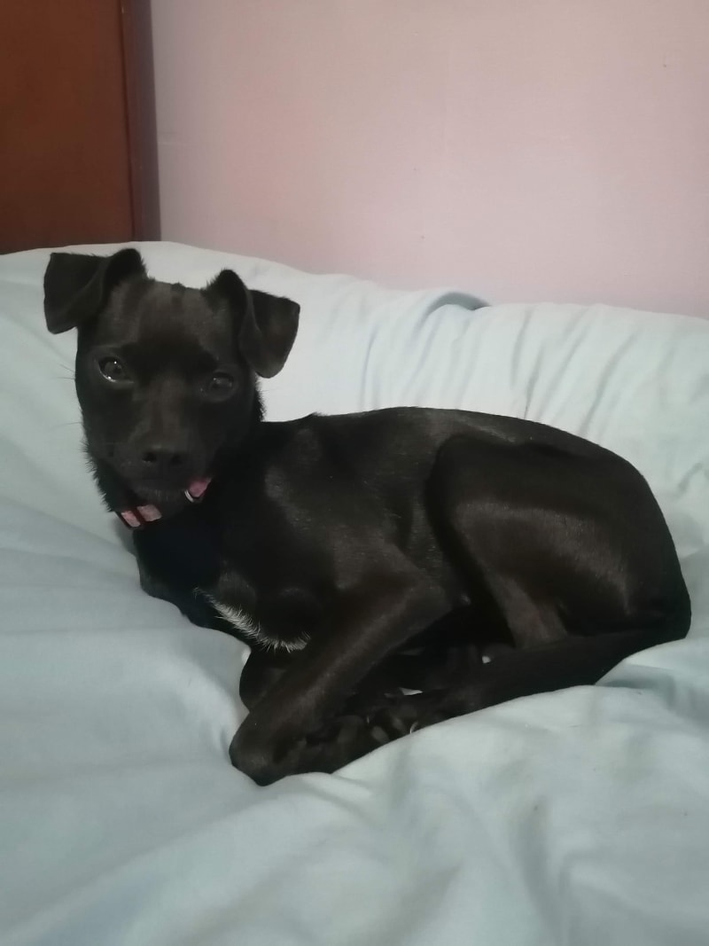 Moxie | Available for Adoption | Pets Alive Niagara