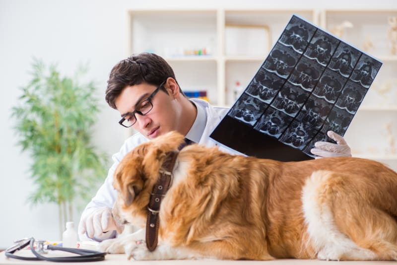 MRIs for Dogs - How They Can Help | Ventura Vets