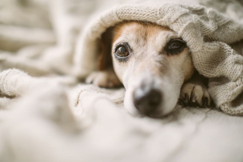 Best Boarding Places For Dogs Near Me Sales Cheapest Save 60 Best Boarding Places For Dogs Near Me Sales Cheapest Save 60