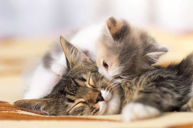 The FVRCP Vaccine For Cats What It Is Why It s Important
