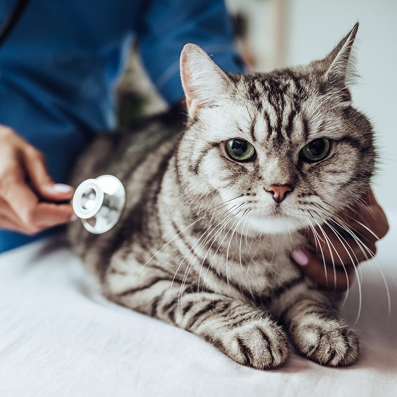 Symptoms Of Kidney Failure In Cats 2023 