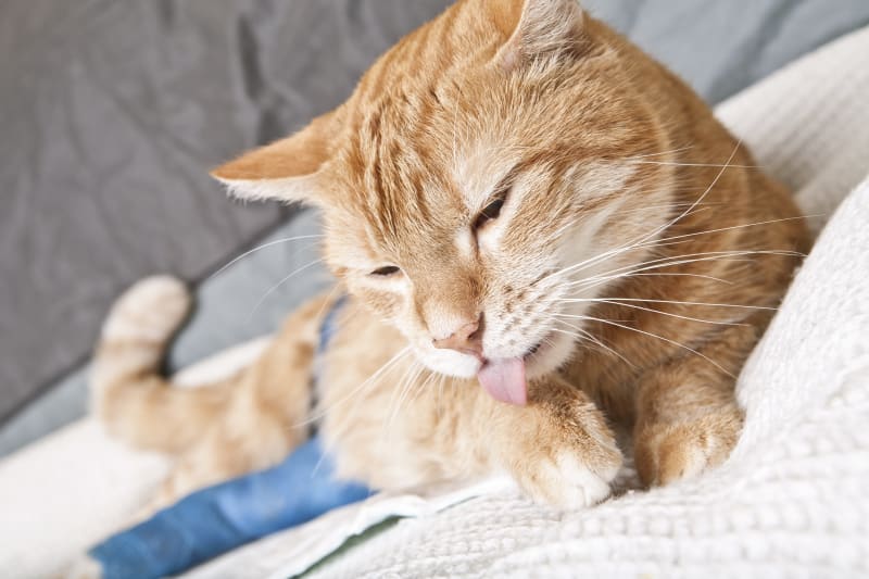 Pet Tips Advice Vet Blog Caring Hands Veterinary Hospital Pet Tips Advice Vet Blog Caring Hands Veterinary Hospital