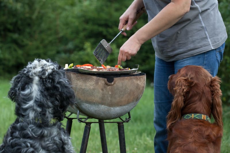 BBQ Safety For Cats and Dogs | Charlotte Vets