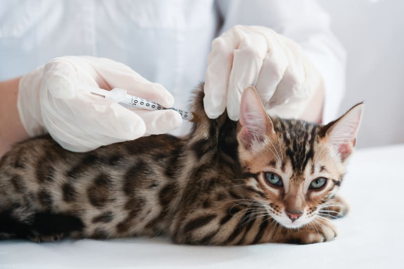 Should My Cat Get The FVRCP Vaccine New Iberia Vets