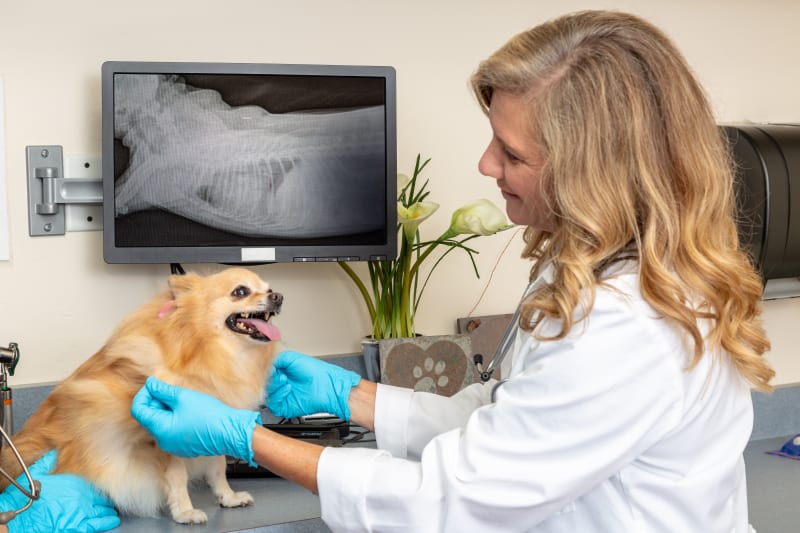 What to Expect at Your Dog's X-Ray Appointment | Tracy Veterinarians