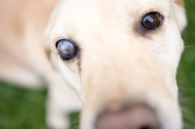 Cataract Surgery in Dogs | Mechanicsburg Vets