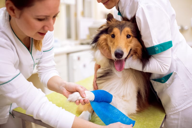 Does My Pet Need Emergency Care Manchester Vets